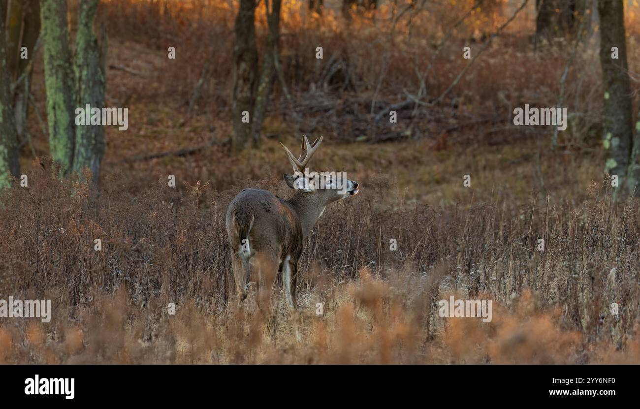 White-tailed buck during the rut in northern Wisconsin Stock Photo - Alamy