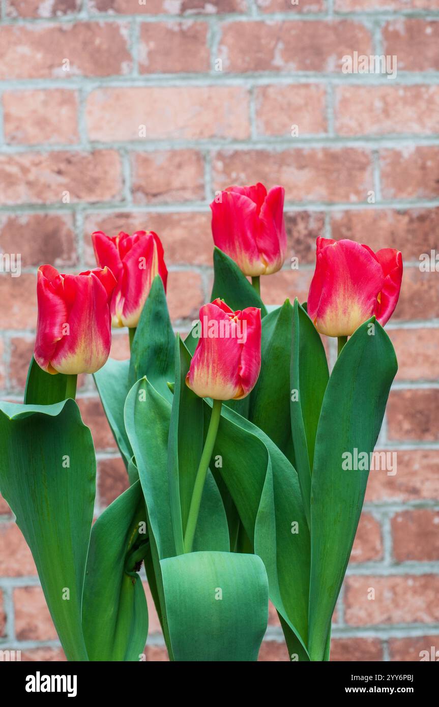 Tulipa candy corner hi-res stock photography and images - Alamy