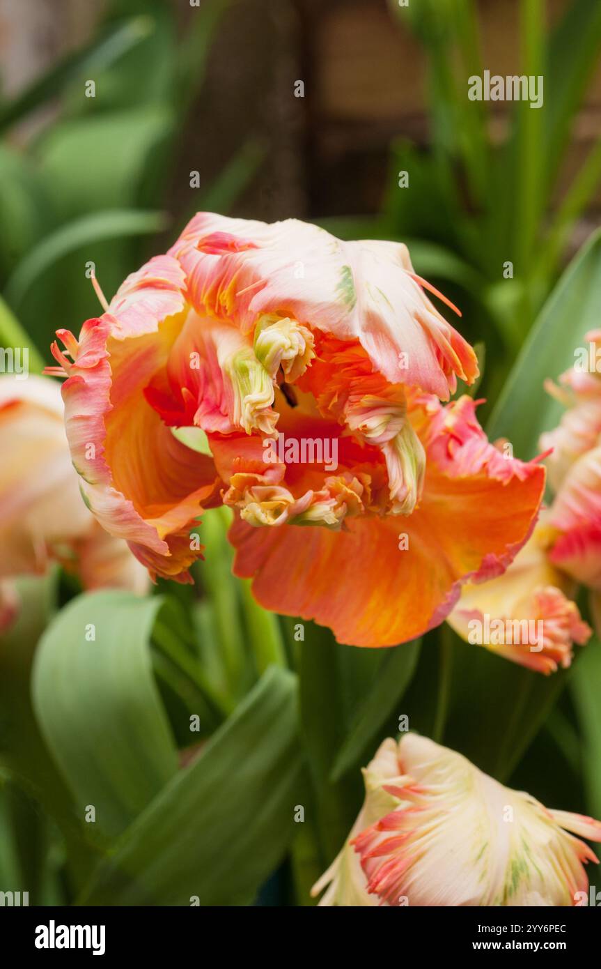 Parrot tulip hi-res stock photography and images - Alamy