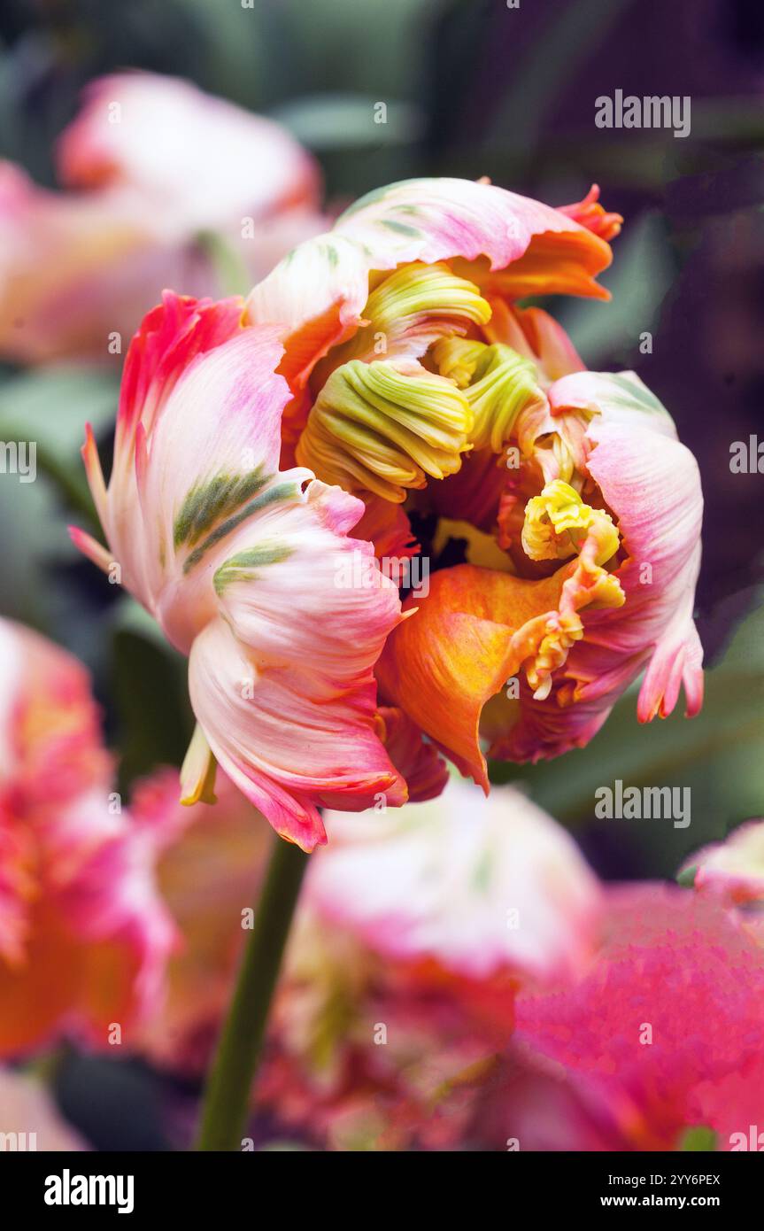 Parrot tulip hi-res stock photography and images - Alamy