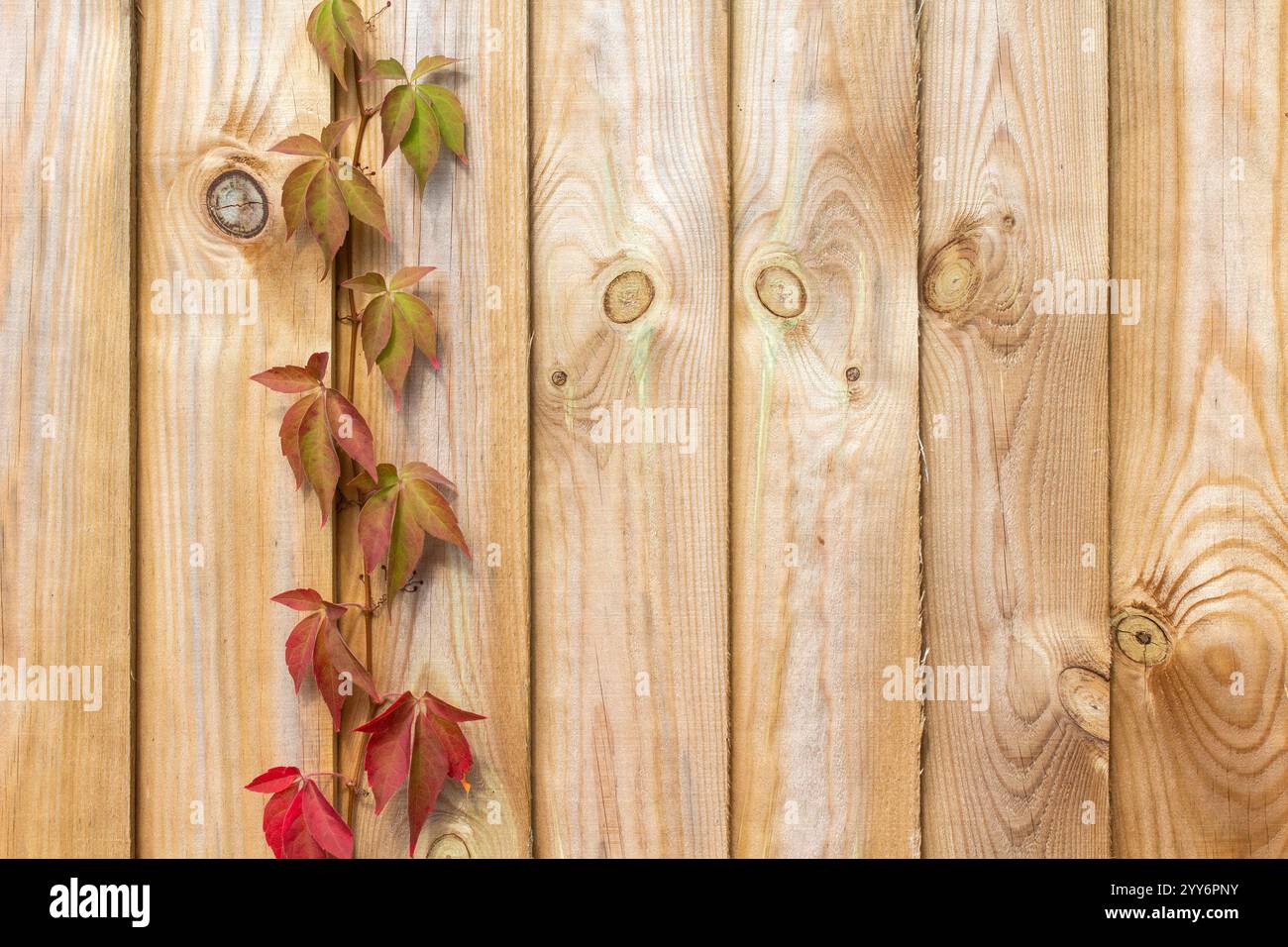 Single strand of a Virginia creeper (Parthenocissus quinquefolia ...