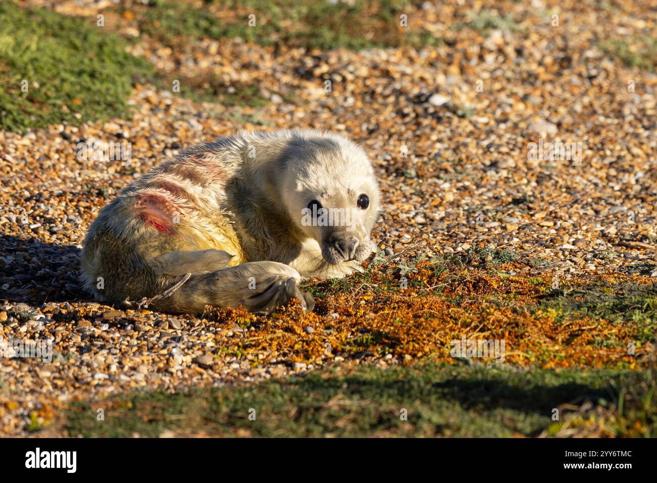 New Born Grey Seal Pups at Blakeney Point in Norfolk on the east coast ...