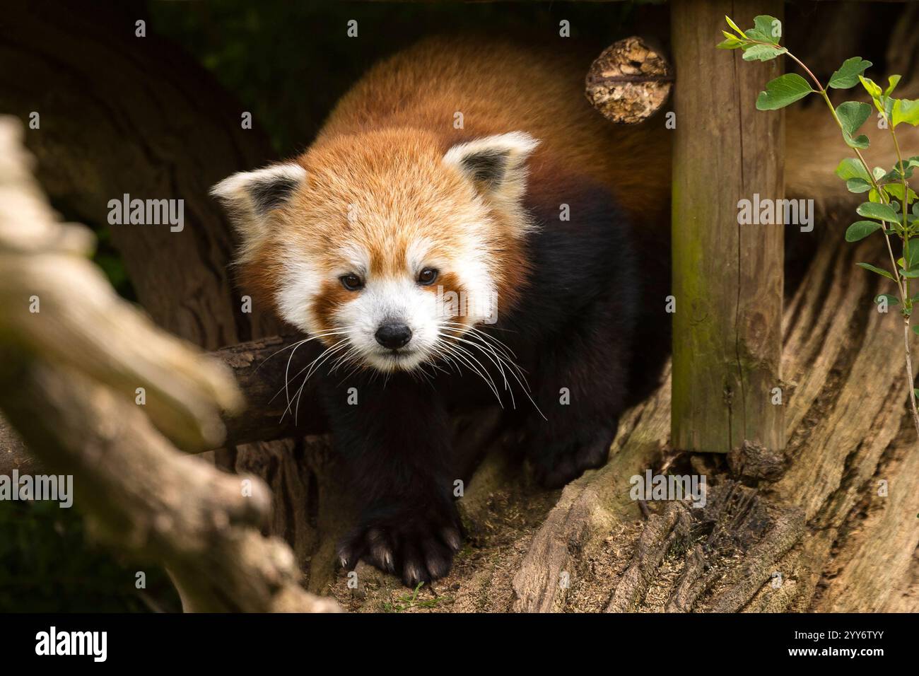 A Red Panda wondering out on the wooden tree trunks at the Cotswolds ...