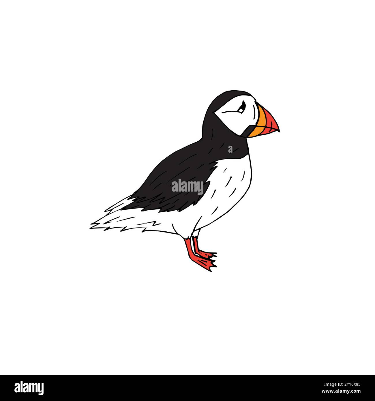 Vector hand drawn doodle sketch colored puffin bird isolated on white ...