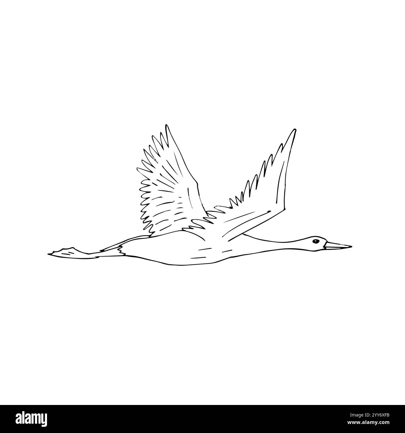 Vector hand drawn doodle sketch flying crane bird isolated on white background Stock Vector ...