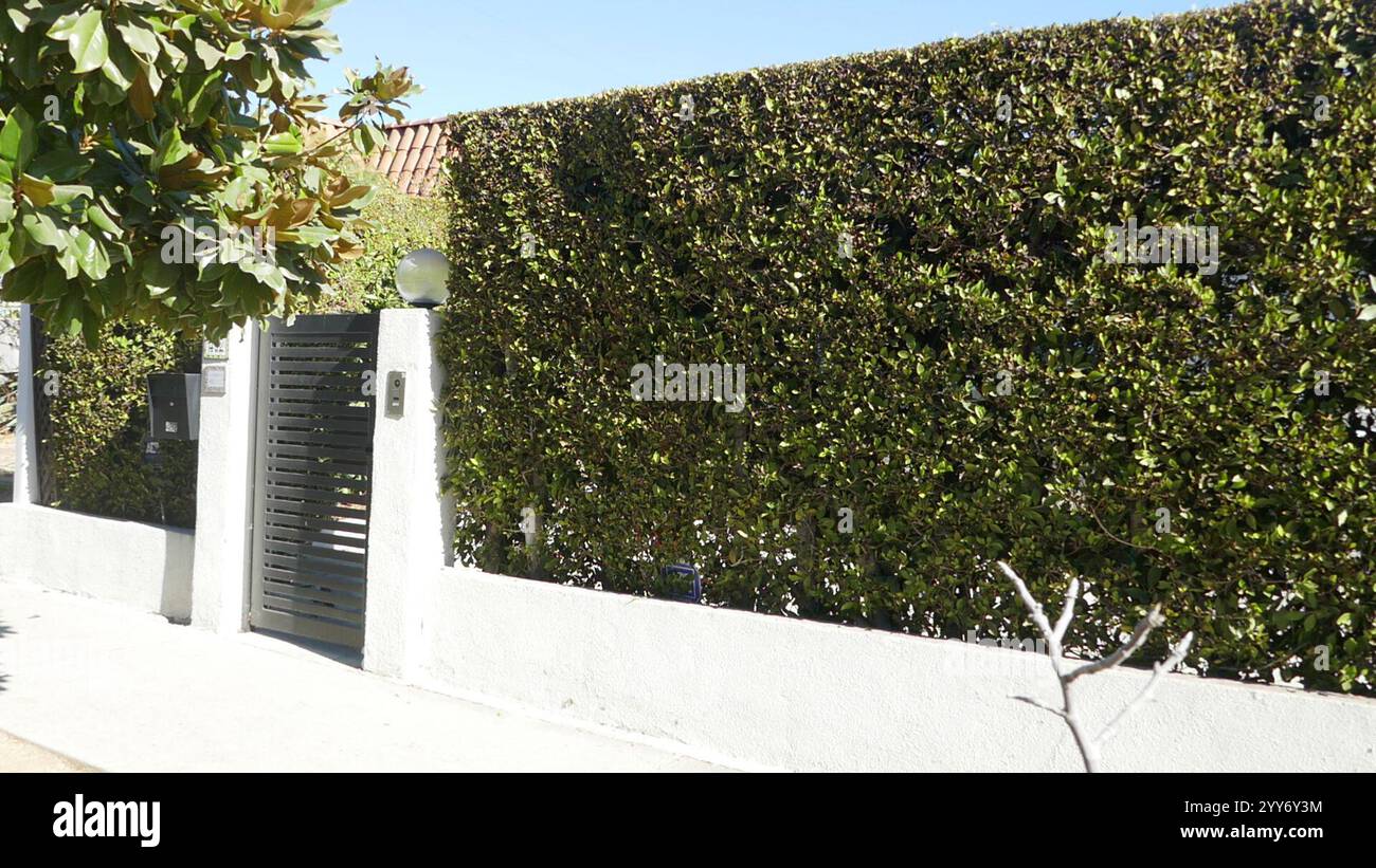 Los Angeles, California, USA 18th December 2024 Charlie Chaplin Co-star ...