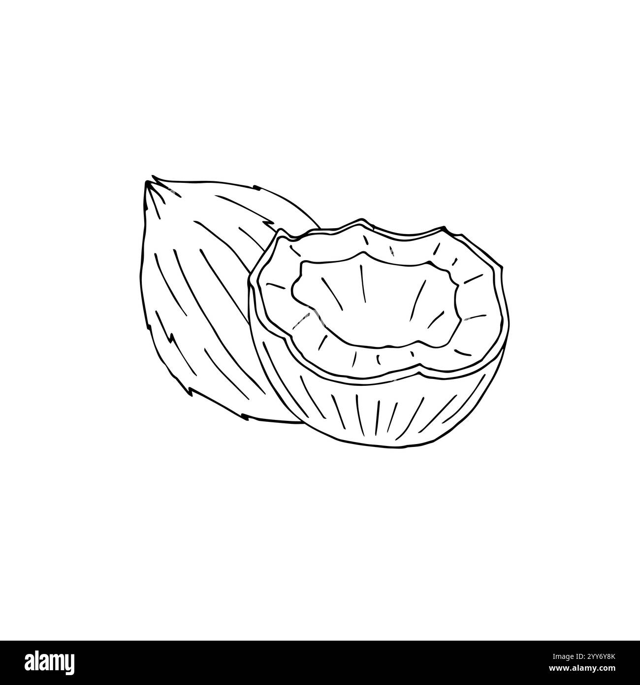 Vector hand drawn doodle sketch coconut isolated on white background ...