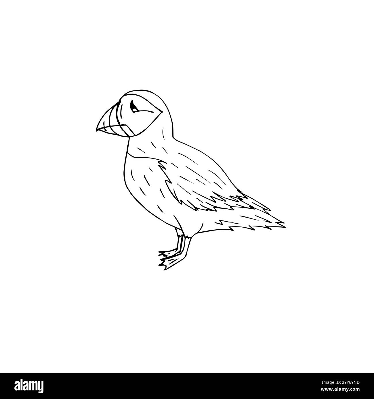 Vector hand drawn doodle sketch puffin bird isolated on white background Stock Vector Image ...