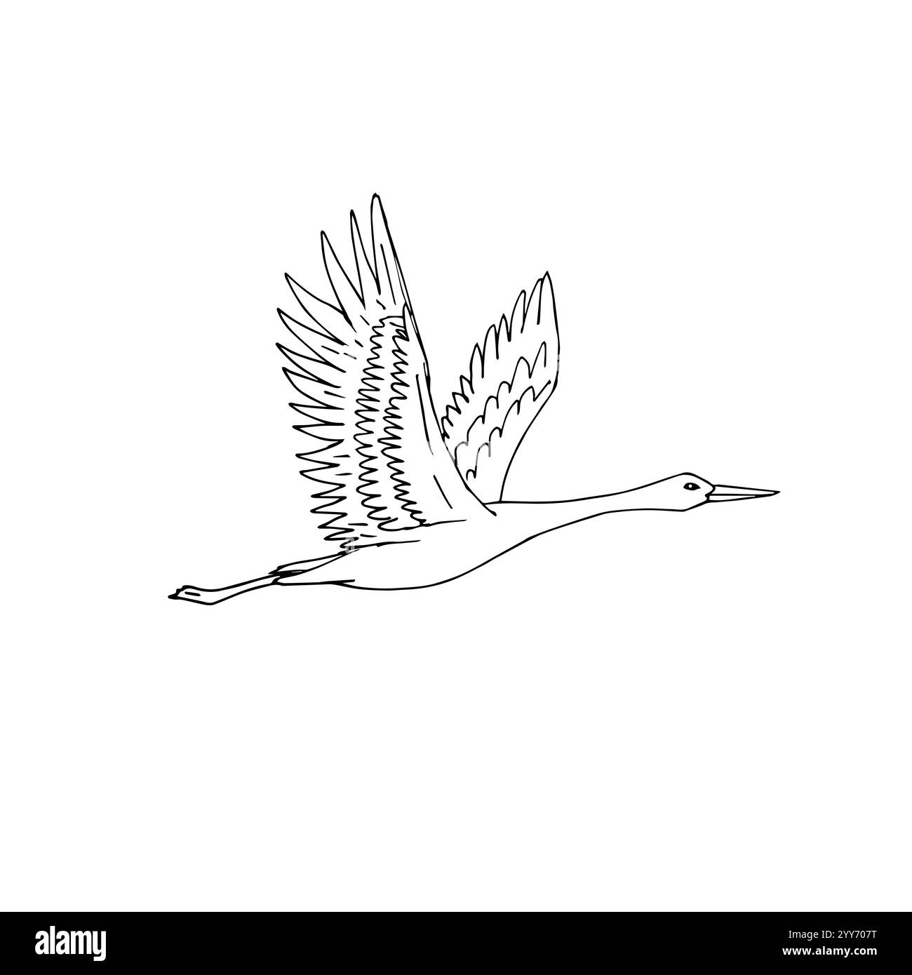 Vector hand drawn doodle sketch flying crane bird isolated on white background Stock Vector ...