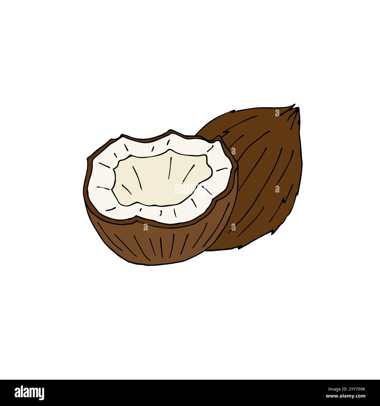Vector hand drawn doodle sketch colored coconut isolated on white ...