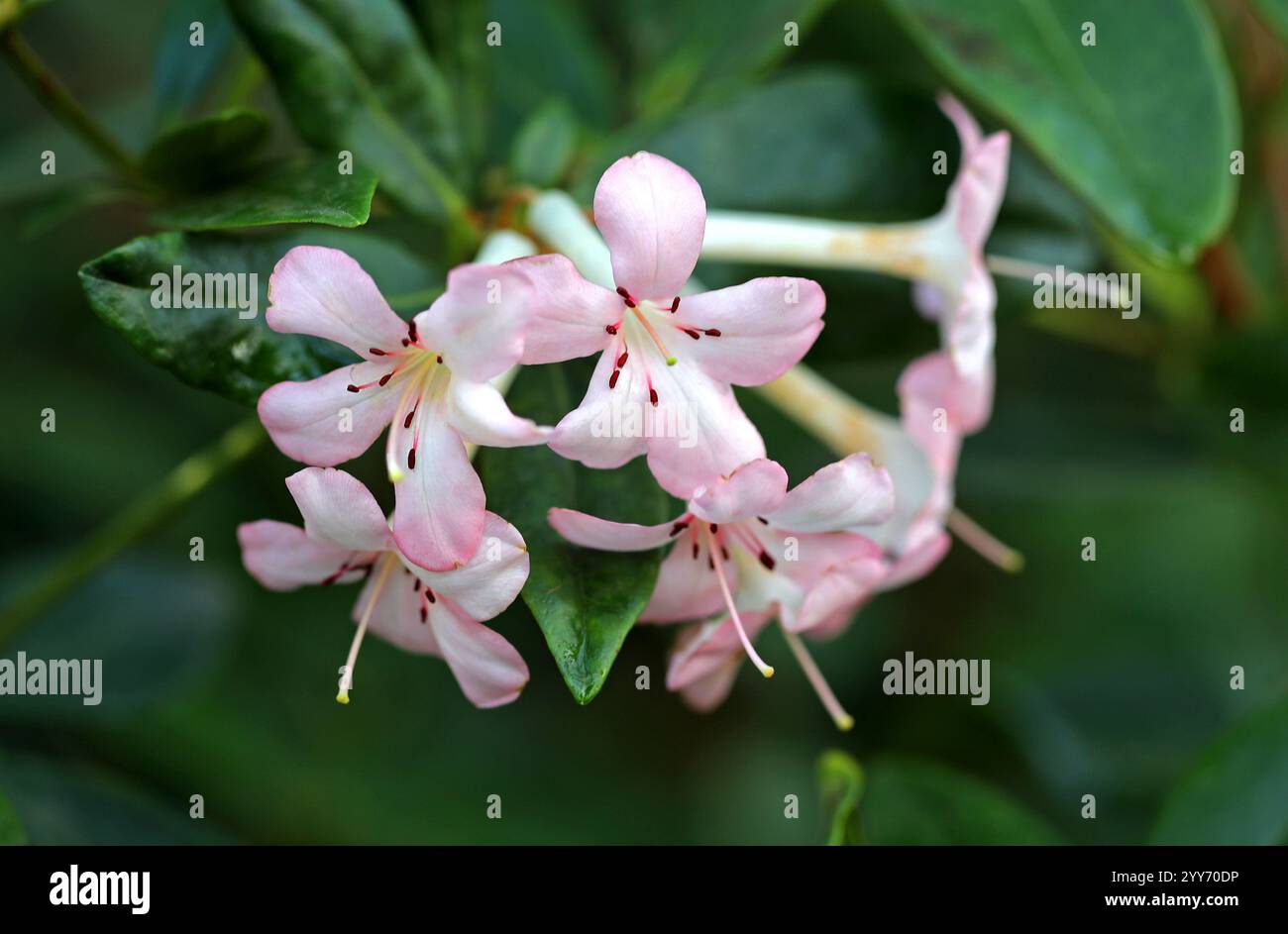 Rhododendron Gossamer White, Rhododendron loranthiflorum, Ericaceae ...