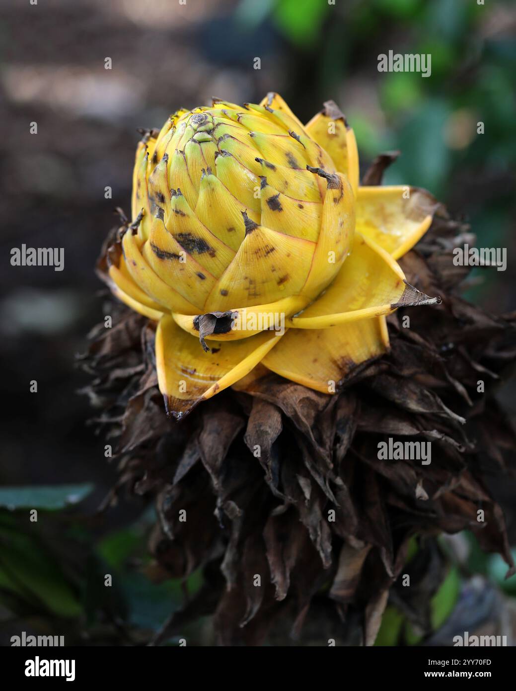 Chinese Dwarf Banana, Golden Lotus Banana or Chinese Yellow Banana ...
