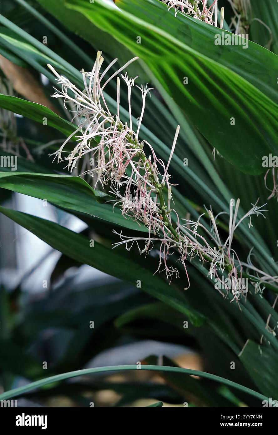 Dracaena humilis hi-res stock photography and images - Alamy