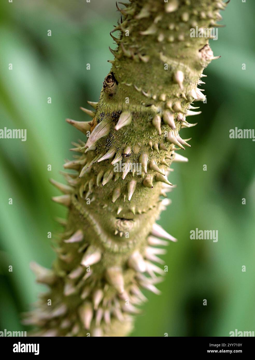 Stem of Brassaiopsis glomerulata, Araliaceae. Syn. Aralia glomerulata ...