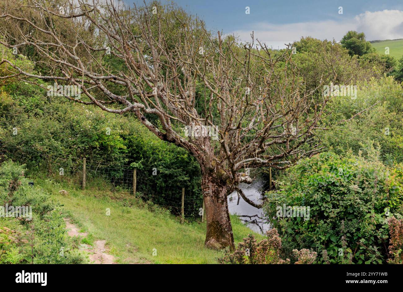 Llyn Penninsular, Wales, UK - June 25th 2024 - Pathway past a old and ...