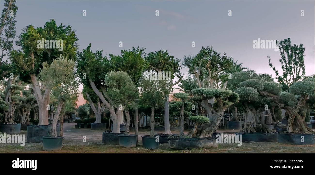 Cambrils, Tarragona, Spain - December 17th 2024 - Tropical full grown ...