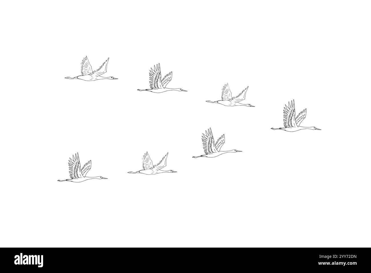 Vector hand drawn doodle sketch flying cranes birds flock isolated on white background Stock ...