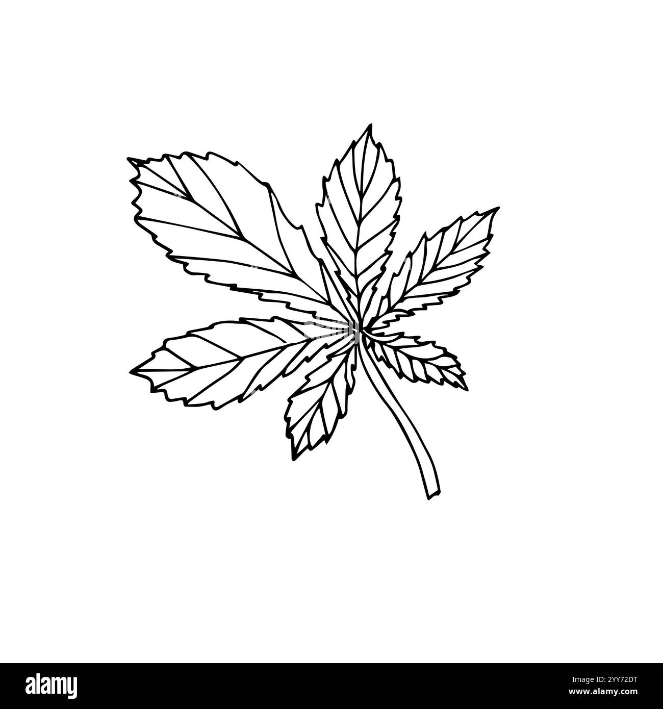 Vector hand drawn doodle sketch chestnut leaf isolated on white ...