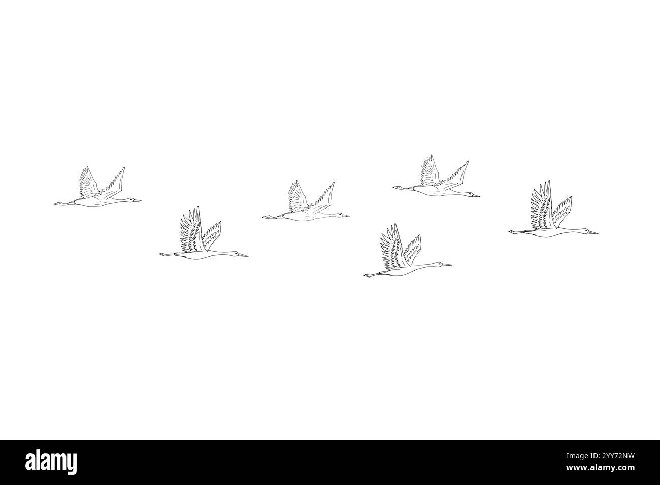 Vector hand drawn doodle sketch flying cranes birds flock isolated on white background Stock ...