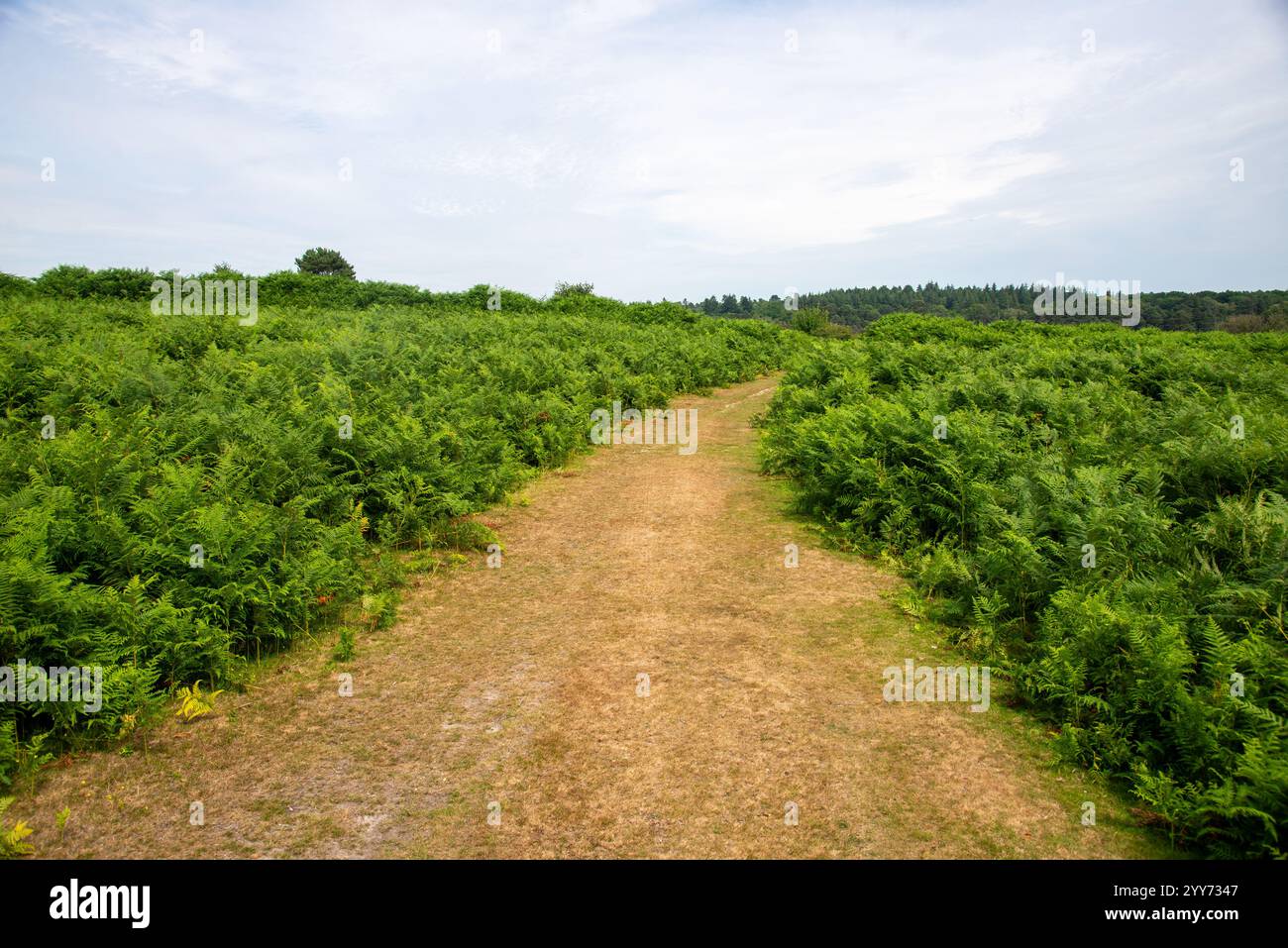cycle path through field of ferns New Forest National Park, England ...