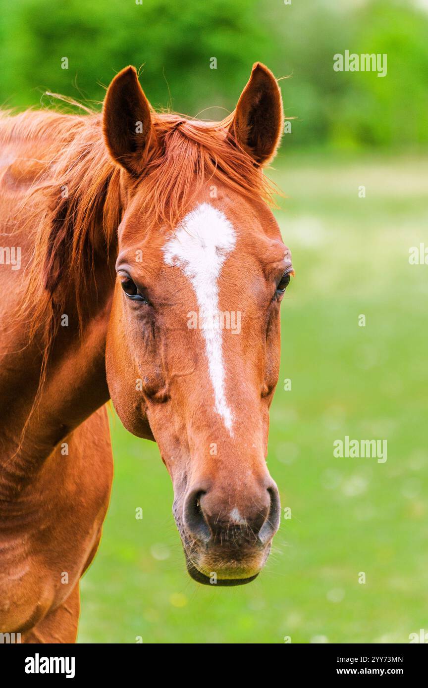 Powerful beautiful horse standing in the field and looking straight ...