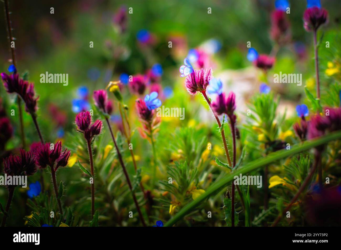 Beautiful small flowers growing in a meadow in spring Stock Photo - Alamy