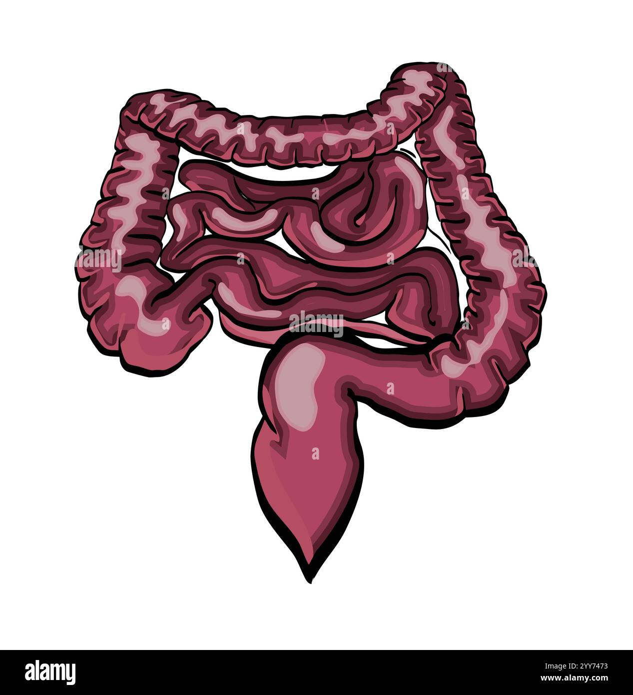 Human intestines showing small and large intestine and appendix Stock ...