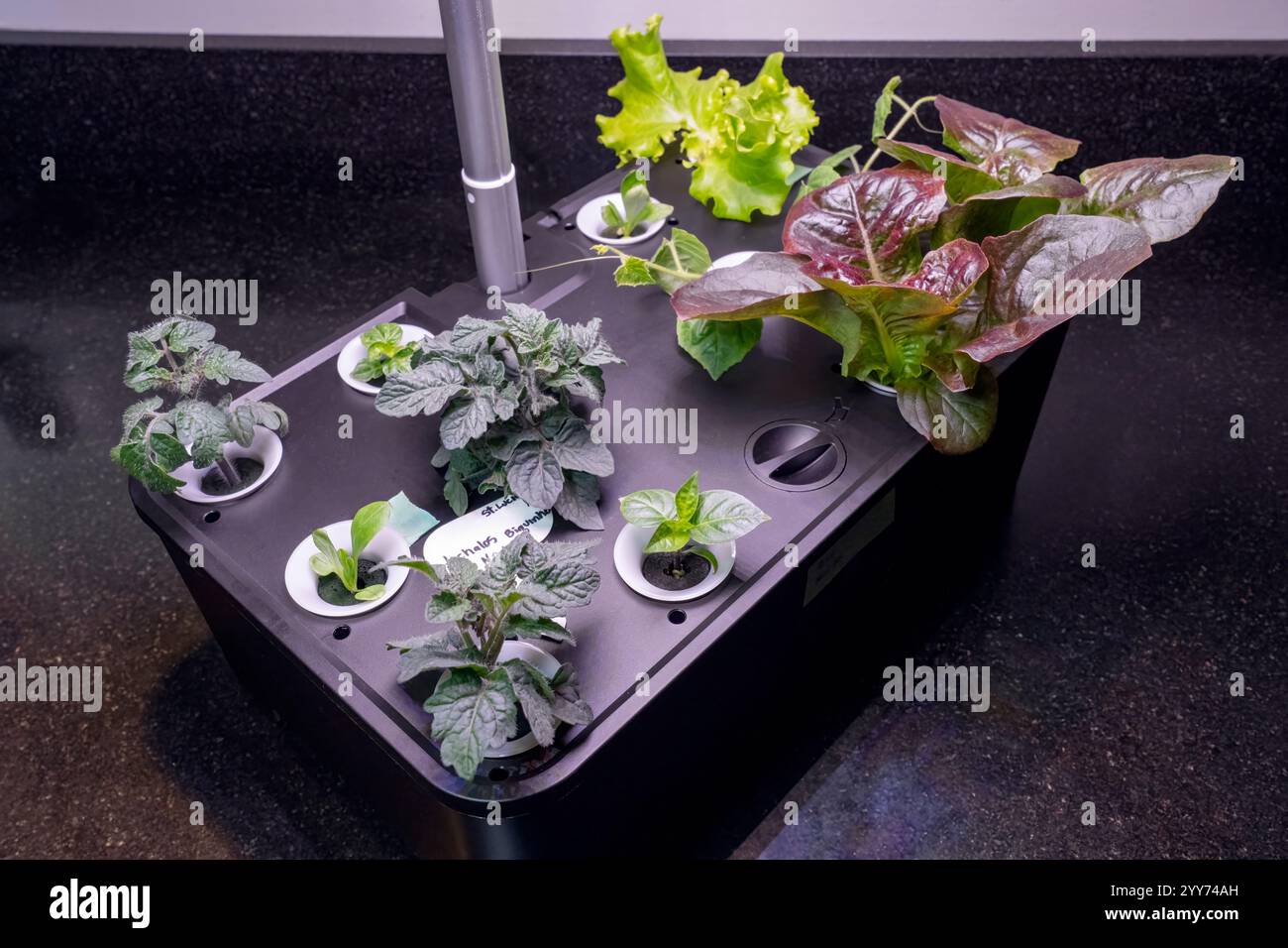 Issaquah, Washington, USA. Home indoor garden that uses hydroponics to ...