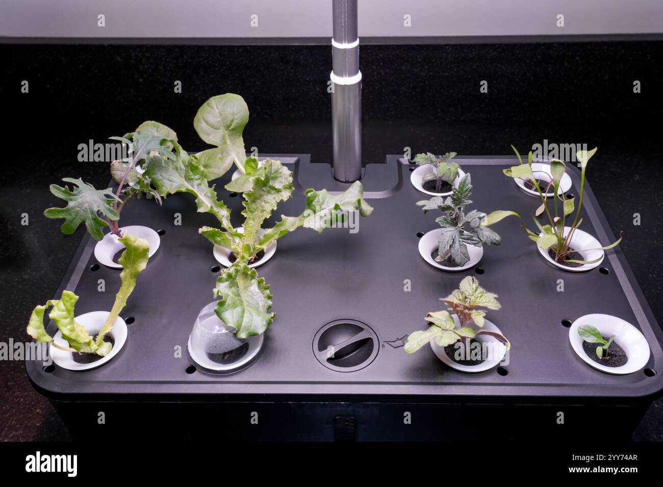 Issaquah, Washington, USA. Home indoor garden that uses hydroponics to ...