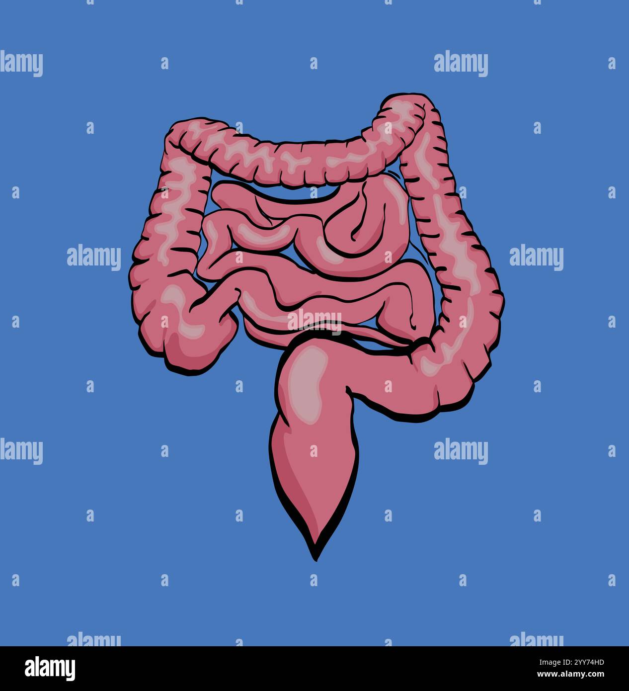Human intestines showing small and large intestine and appendix Stock ...