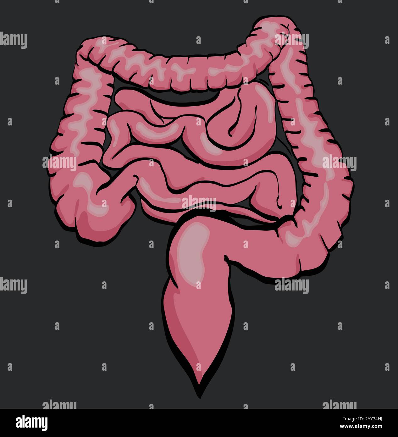 Human intestines showing small and large intestine and appendix Stock ...