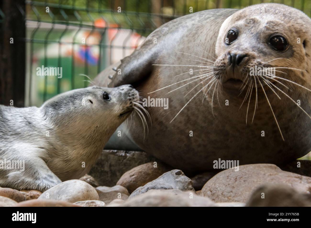 Baby harbor seal, its scientific name is Phoca vitulina Stock Photo - Alamy