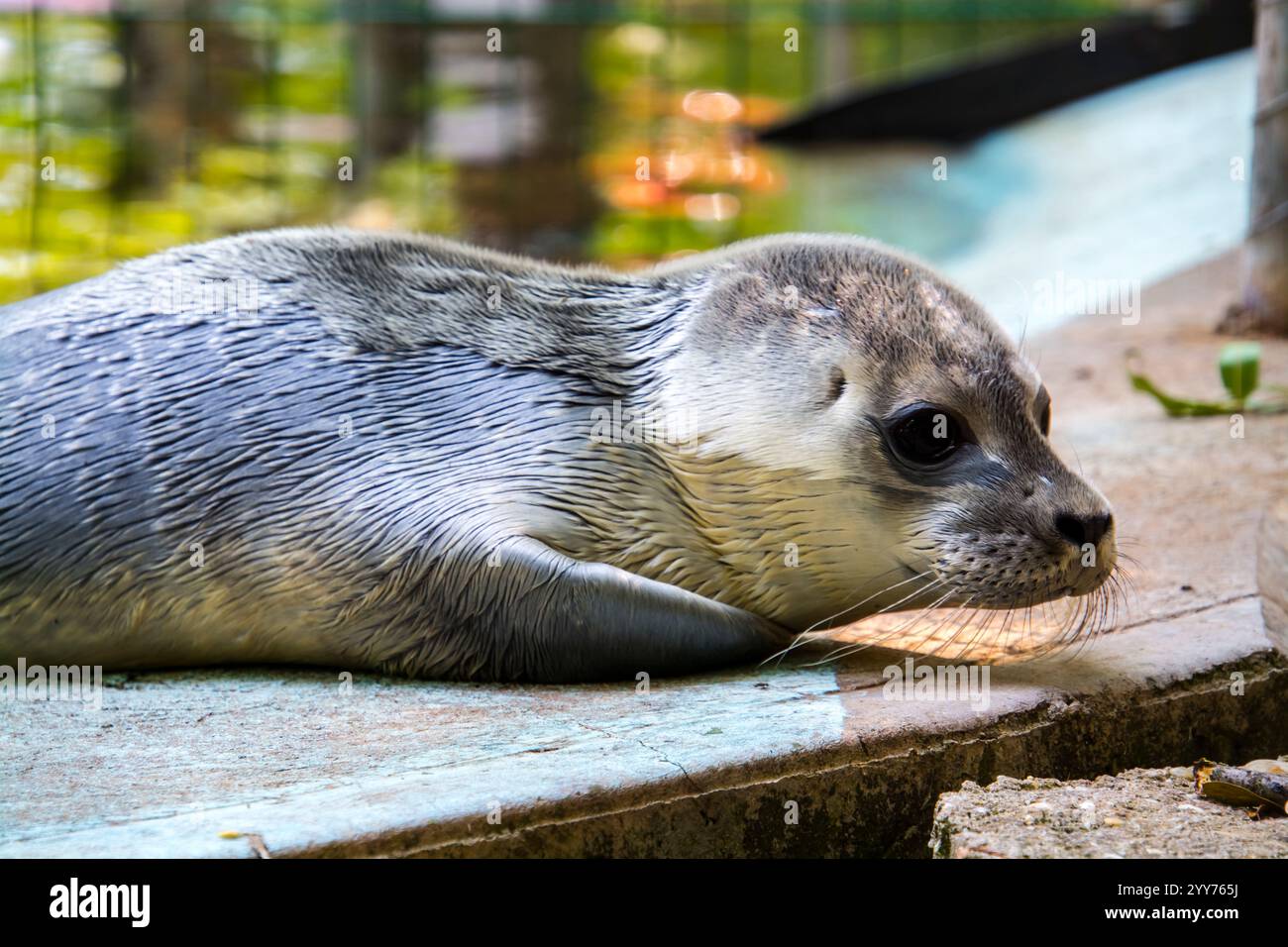 Baby harbor seal, its scientific name is Phoca vitulina Stock Photo - Alamy