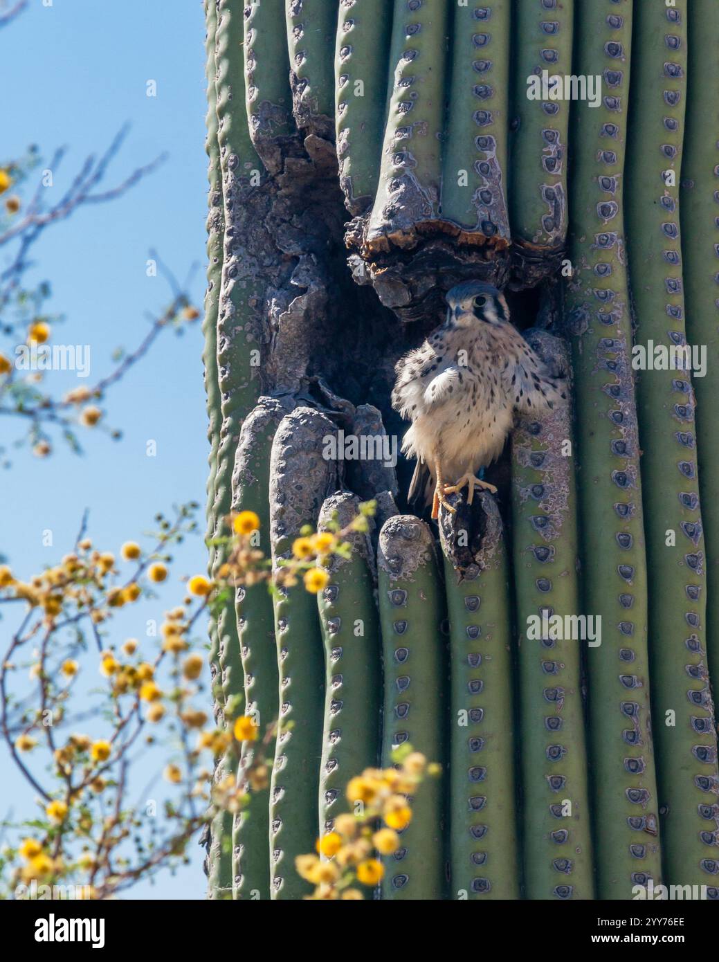 Saguaro cactus animal hi-res stock photography and images - Alamy