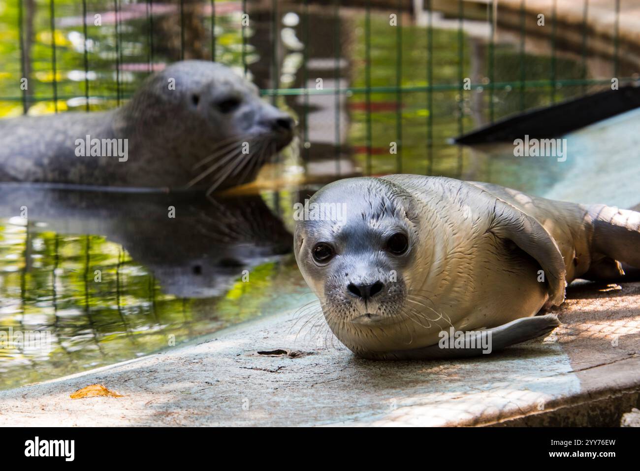 Baby harbor seal, its scientific name is Phoca vitulina Stock Photo - Alamy
