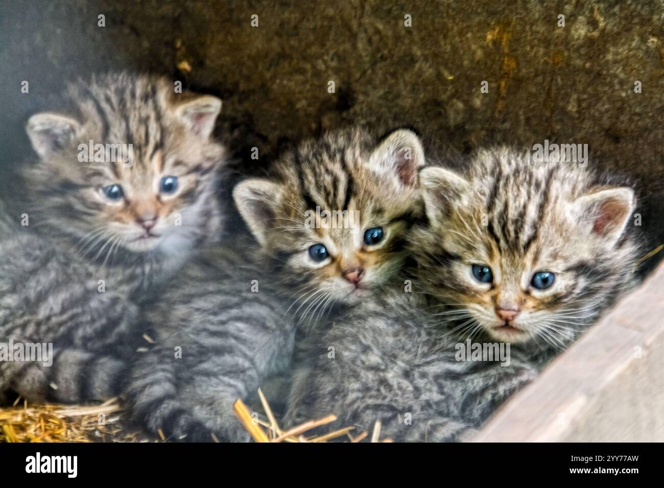 European wild cat kittens, Felis silvestris Stock Photo - Alamy