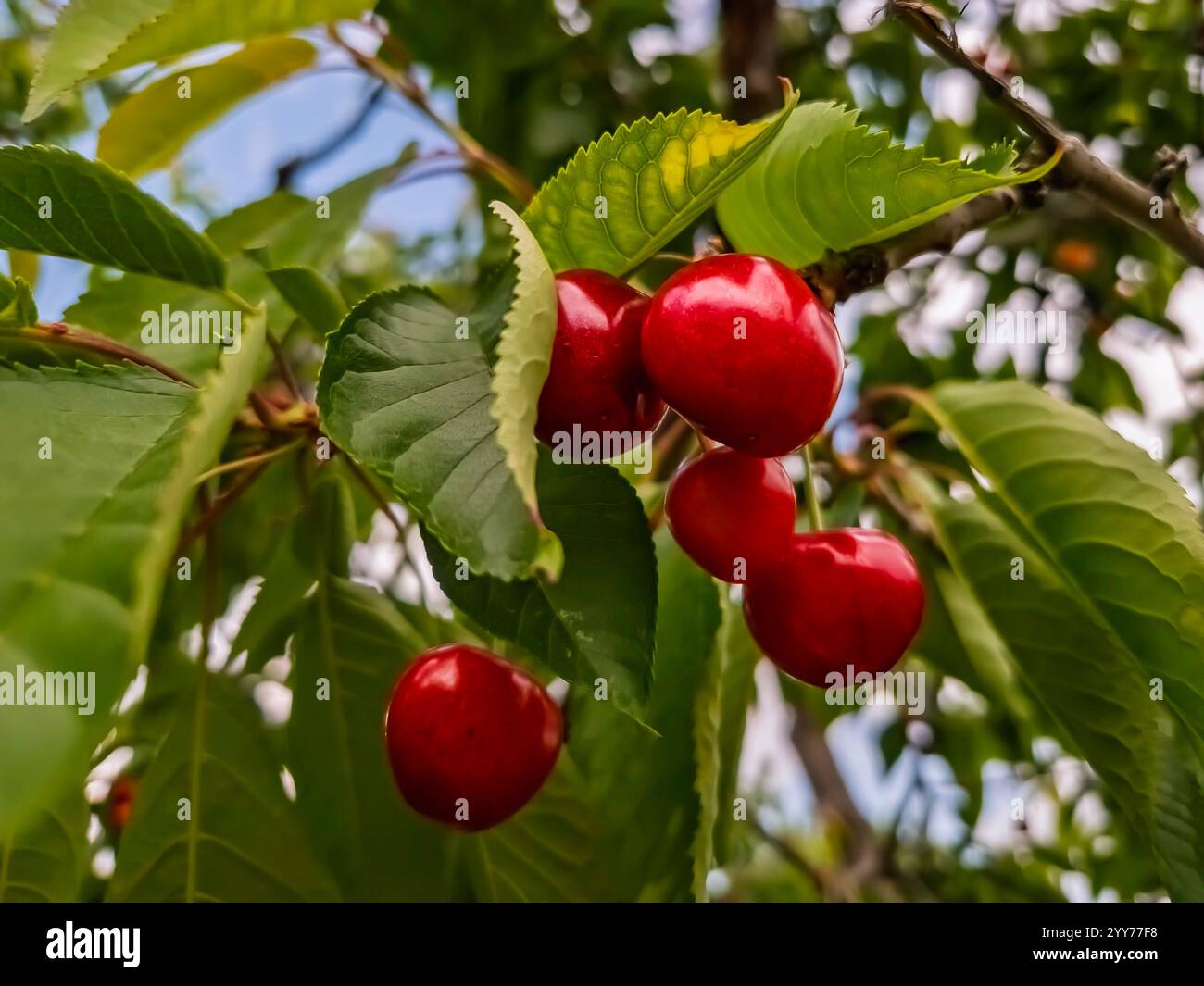 Cherry fruits, its scientific name is Prunus cerasus Stock Photo - Alamy