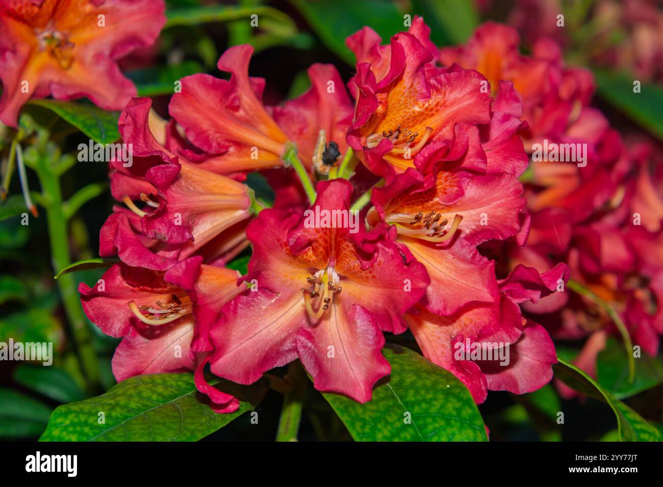 Red Rhododendron flowers in a garden Stock Photo - Alamy