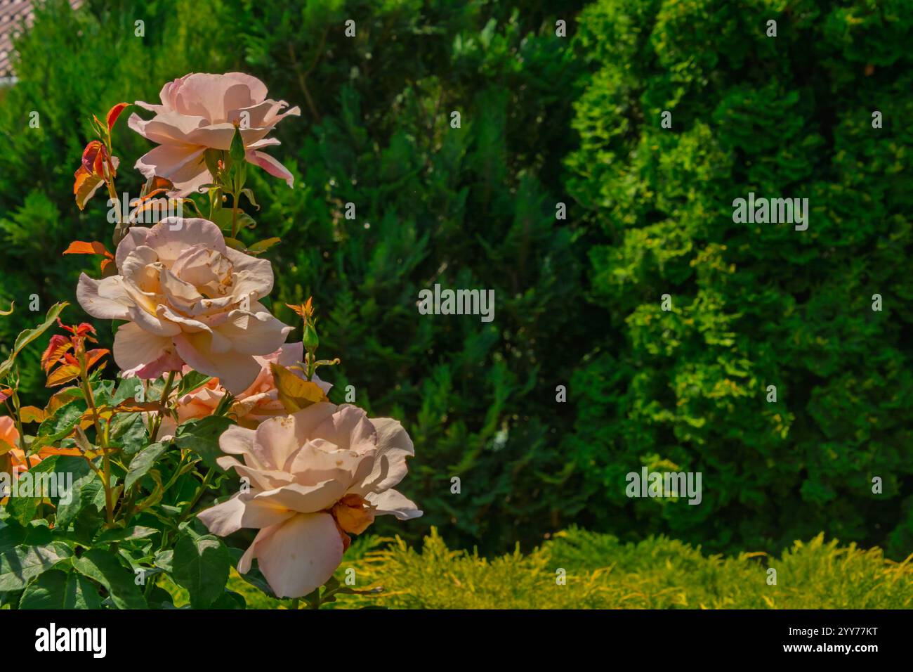 White Flower of Rose, its scientific name is Rosa Stock Photo - Alamy