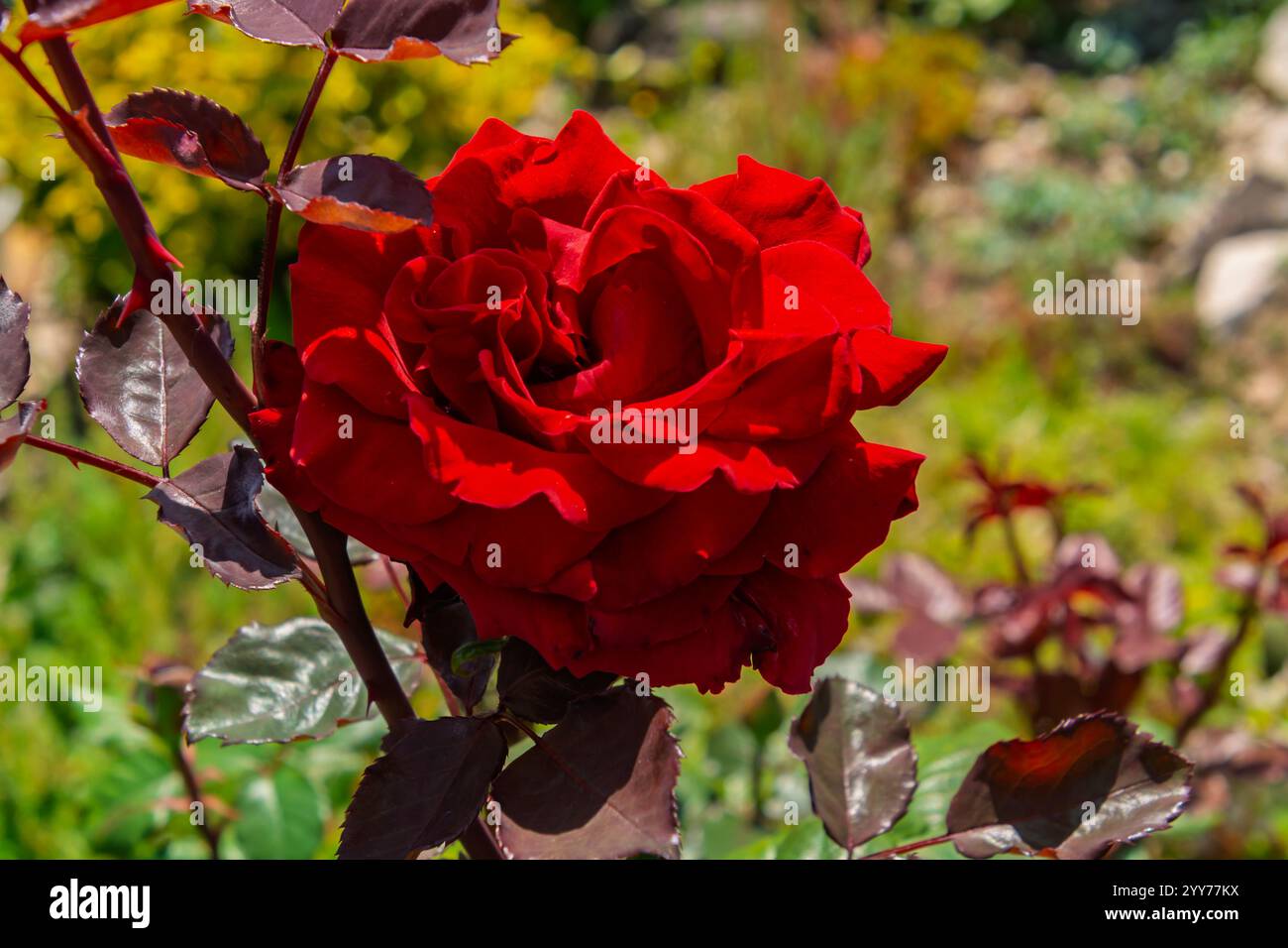 Red flower of Rose, its scientific name is Rosa Stock Photo - Alamy