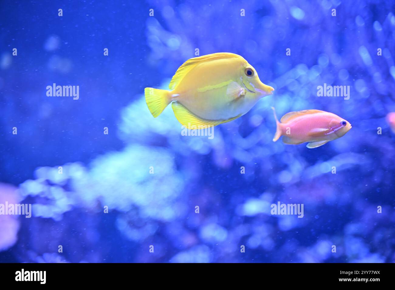 Flower beetles that are bright beautiful beetles from the scarab family ...