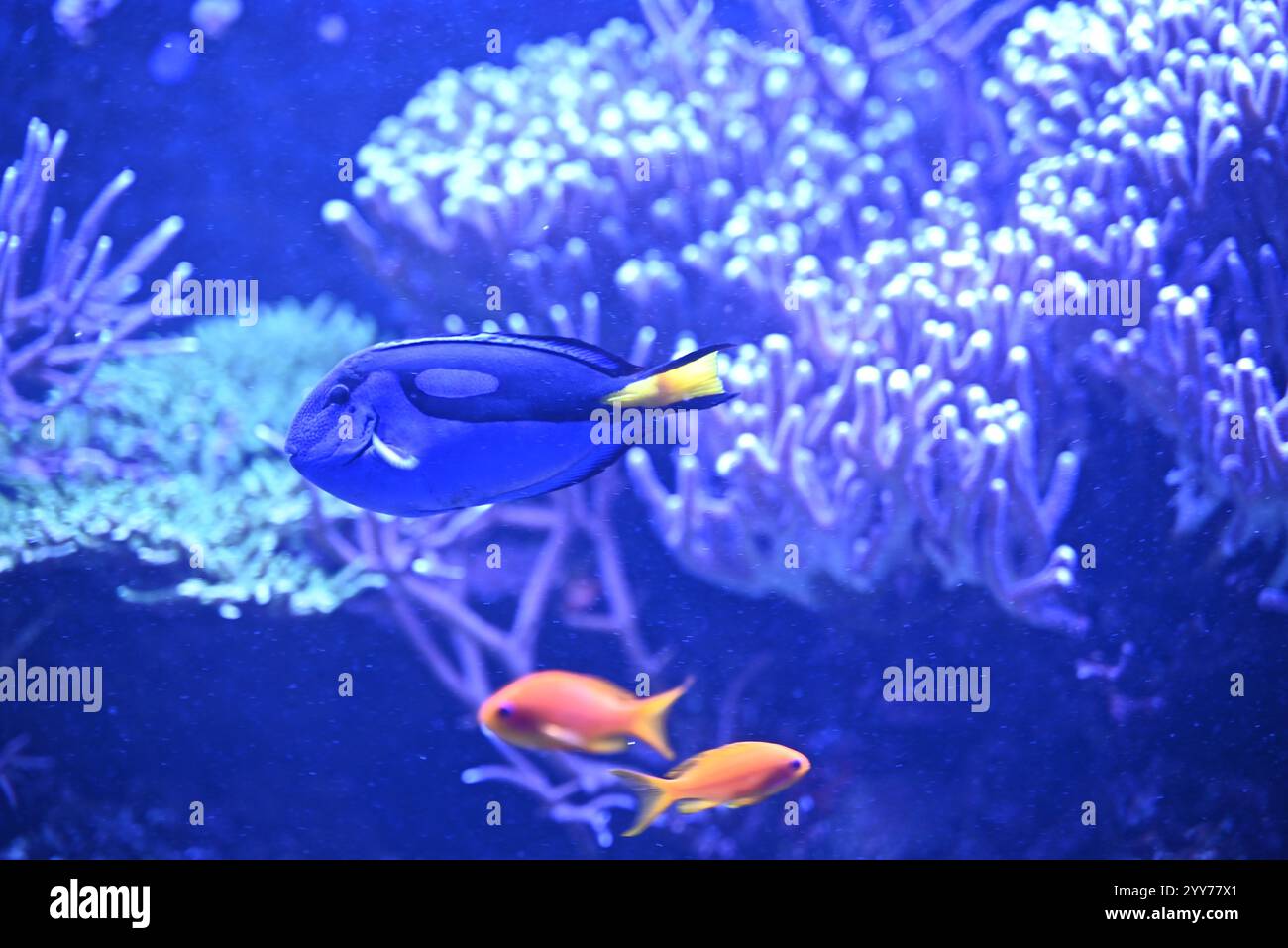 Flower beetles that are bright beautiful beetles from the scarab family ...