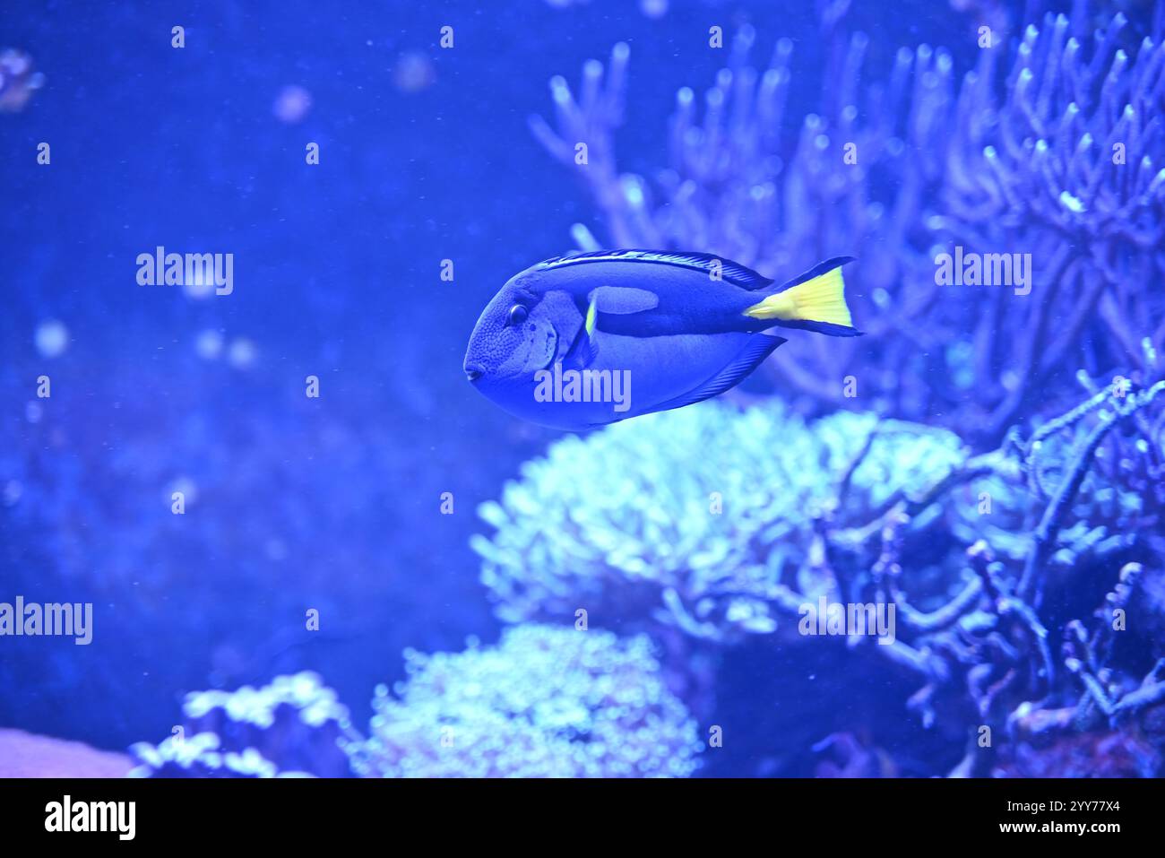 Flower beetles that are bright beautiful beetles from the scarab family ...