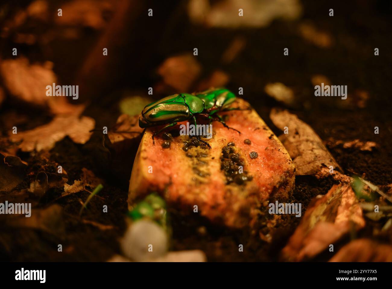 Flower beetles that are bright beautiful beetles from the scarab family ...