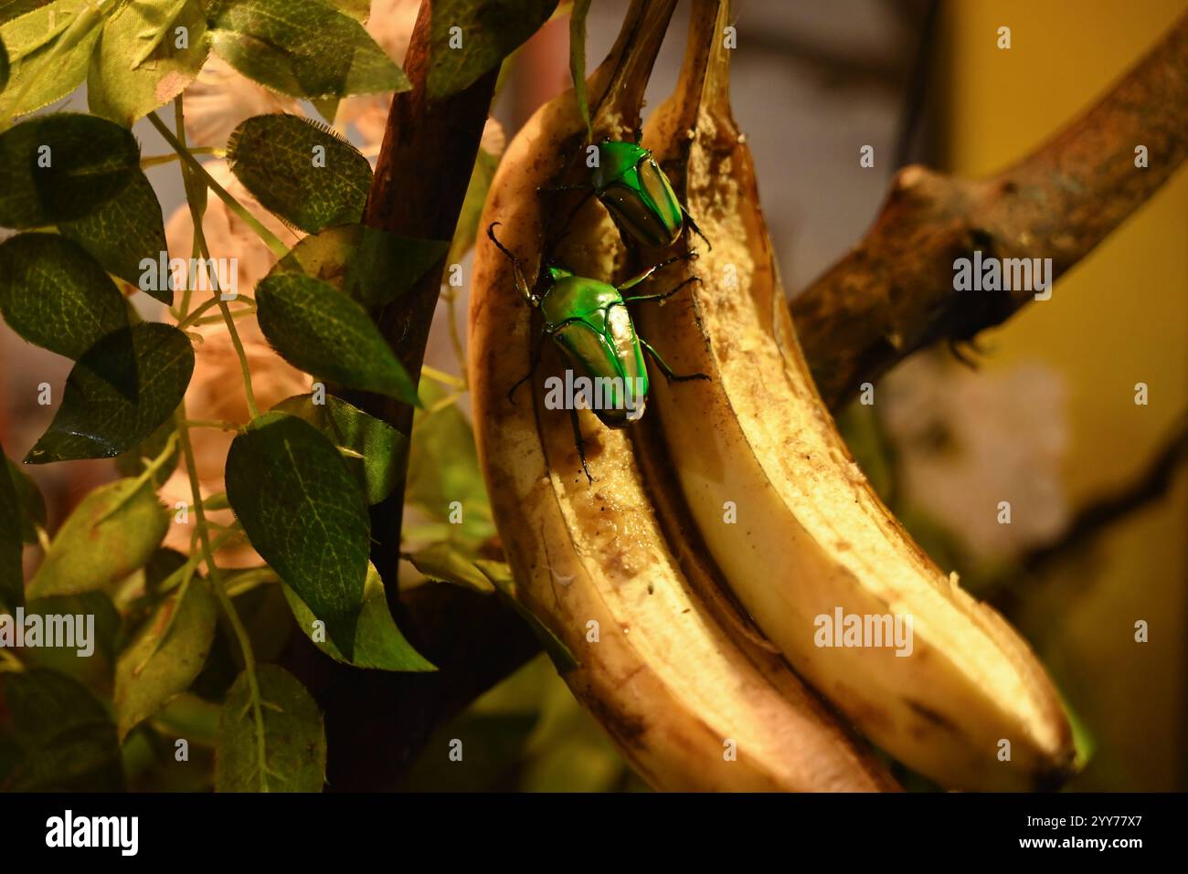Flower beetles that are bright beautiful beetles from the scarab family ...
