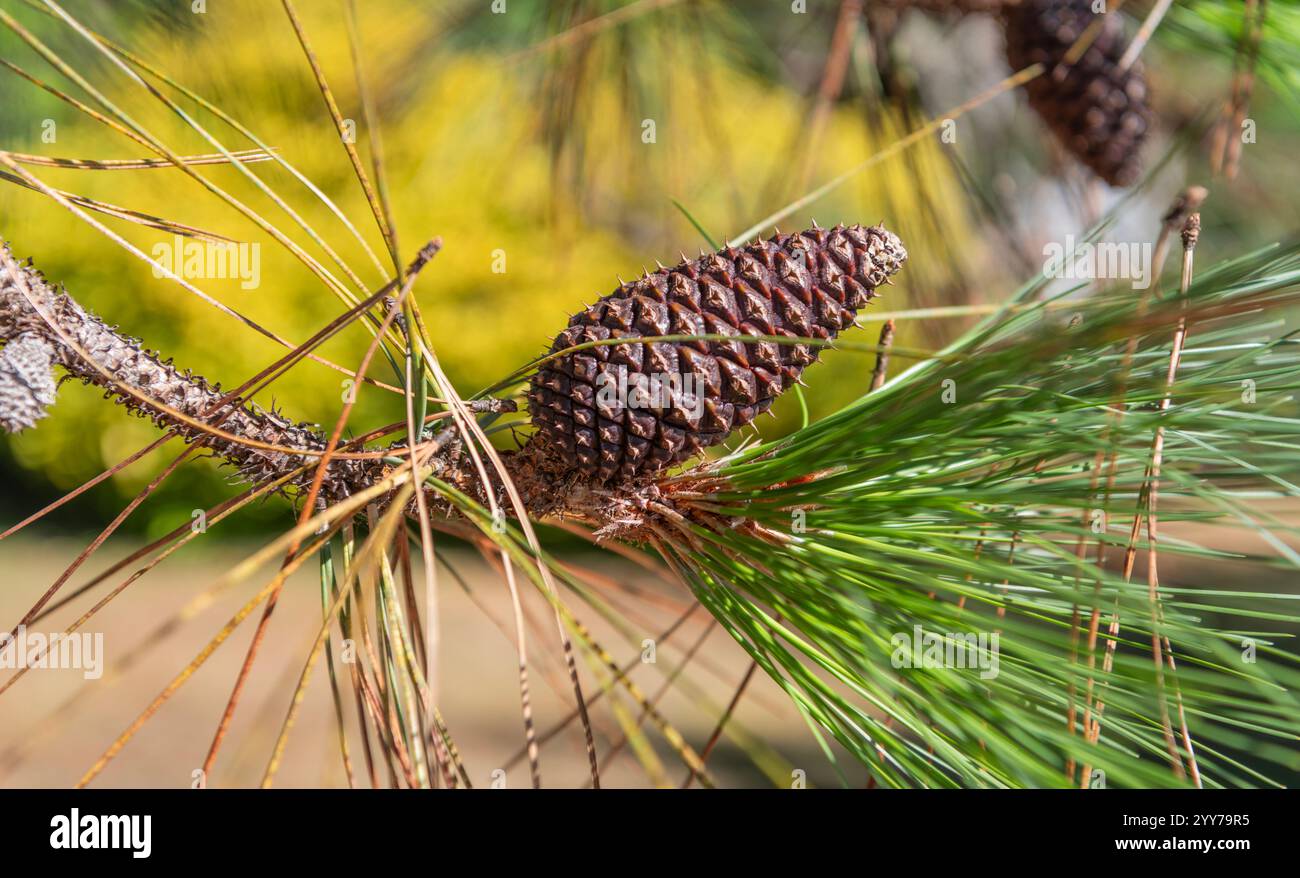 Green fir pine twig. Pine cone on branch with needle. Pine tree branch ...