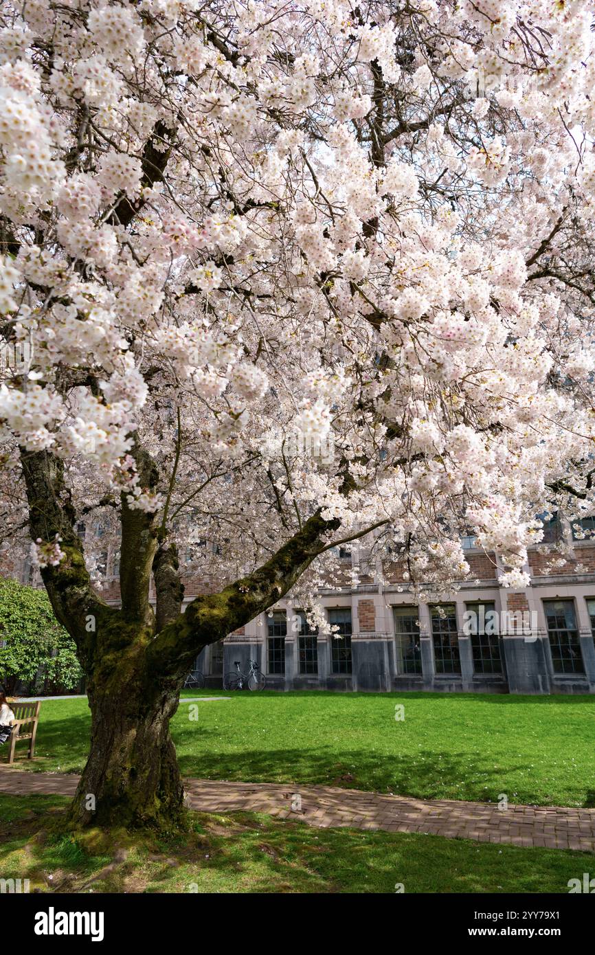 sakura tree flower blooming nature background in spring park Stock ...