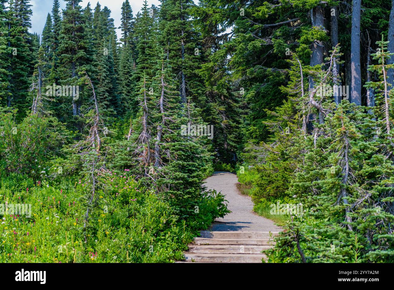Travel destination. Touristic trail of empty road pathway in forest or ...