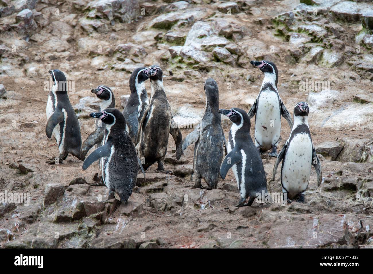Humboldt Penguins (Spheniscus humboldti) at Islas Ballestas in the ...