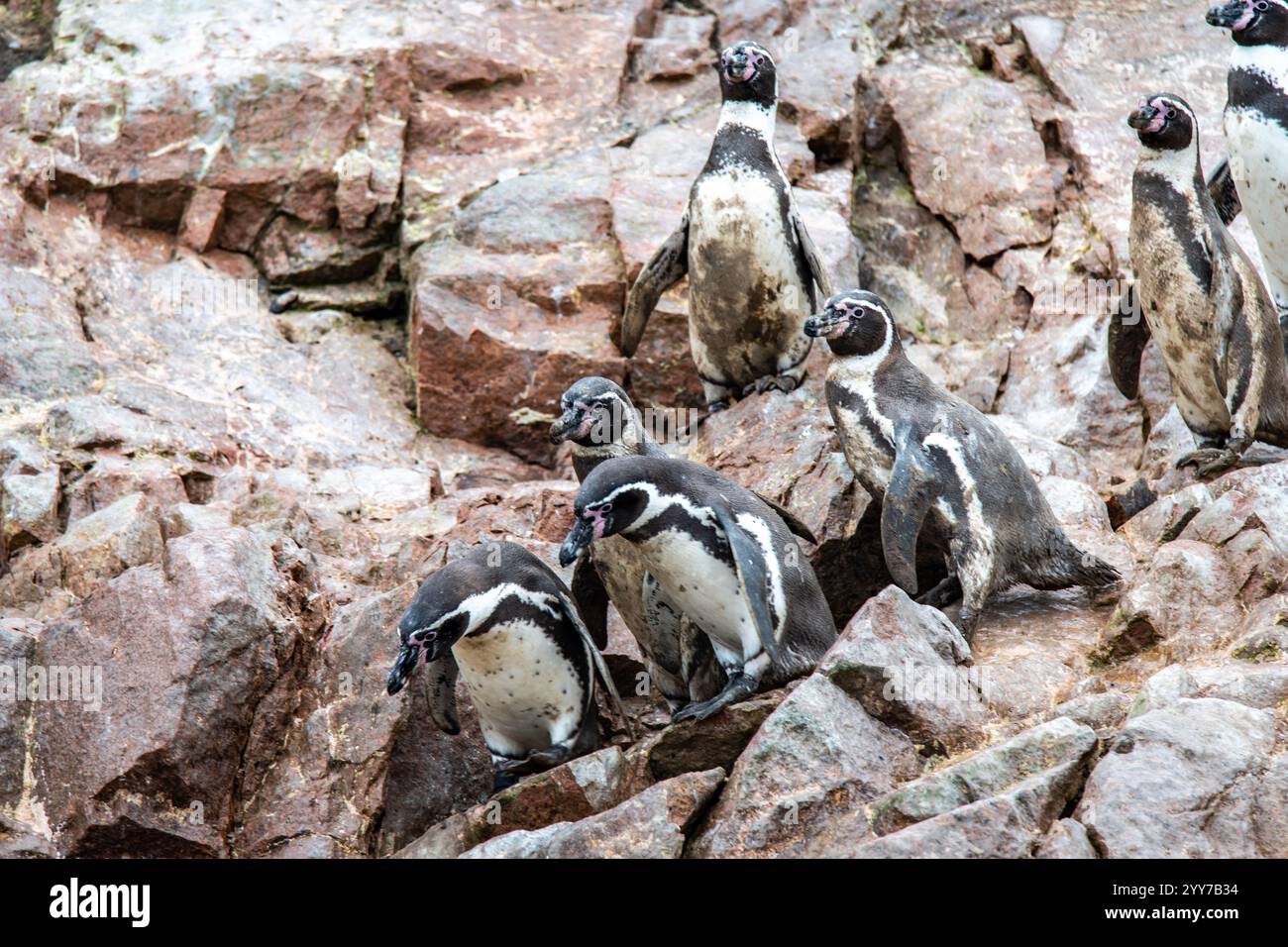 Humboldt Penguins (Spheniscus humboldti) at Islas Ballestas in the ...